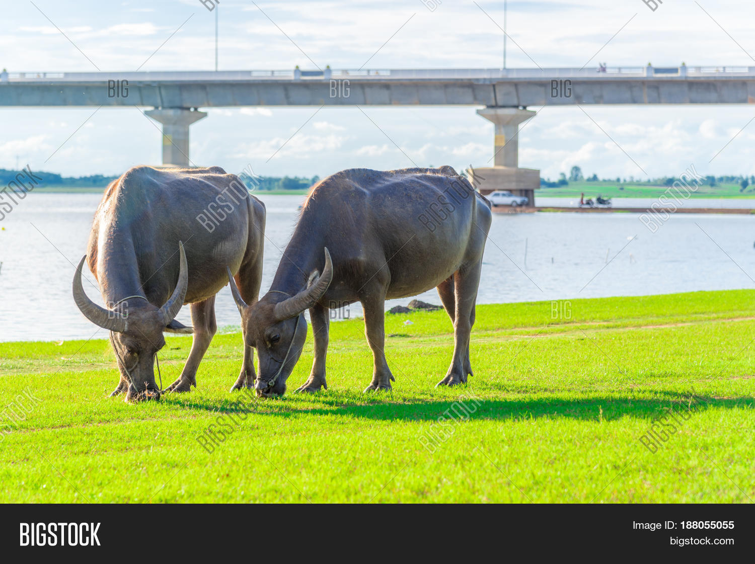 Two BUFFALO EATING Image & Photo (Free Trial) | Bigstock