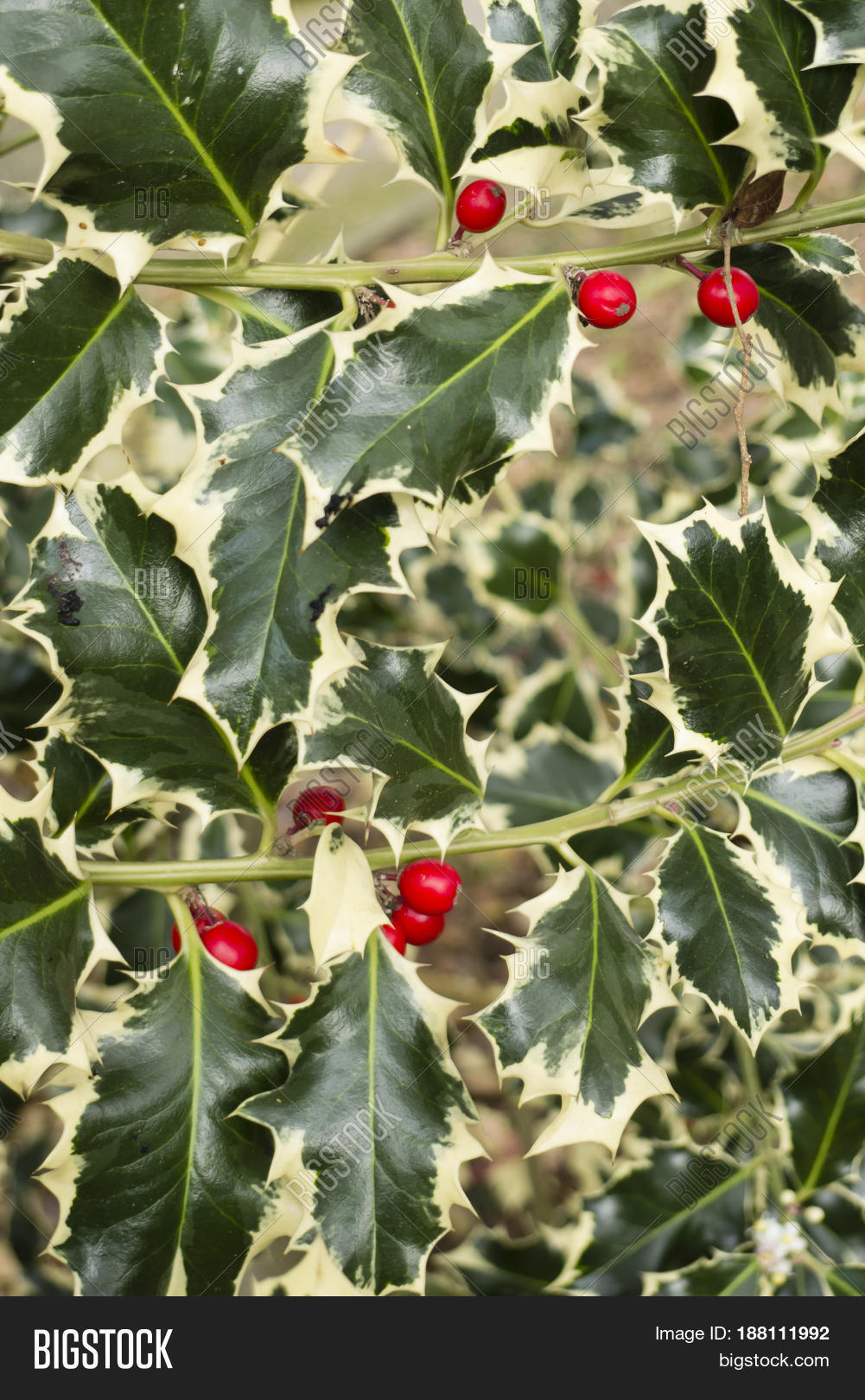 Ilex Aquifolium Common Image & Photo (Free Trial) | Bigstock