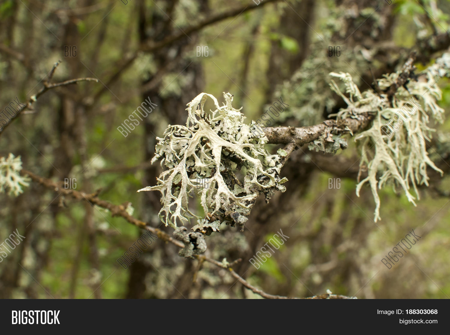 Iceland Moss On Tree Image & Photo (Free Trial) | Bigstock