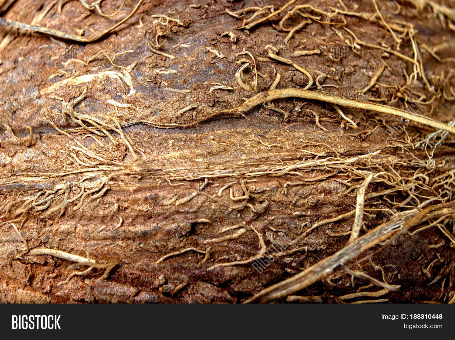 Coconut Close Texture Image & Photo (Free Trial) | Bigstock