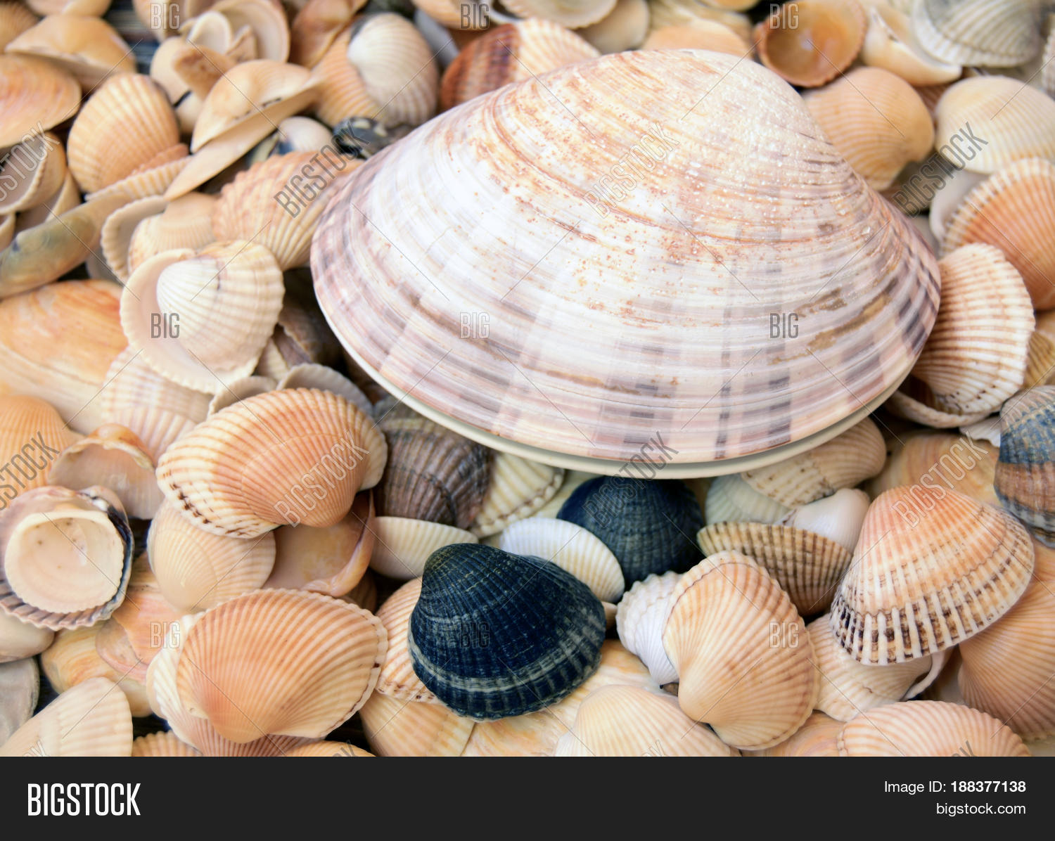 Big Sea Cockleshell Image & Photo (Free Trial) | Bigstock