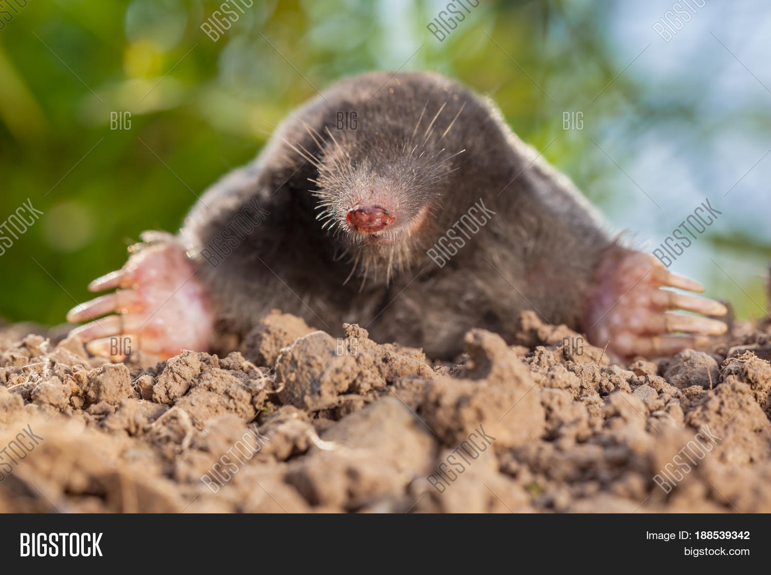 Portrait Wild Mole On Image & Photo (Free Trial) | Bigstock