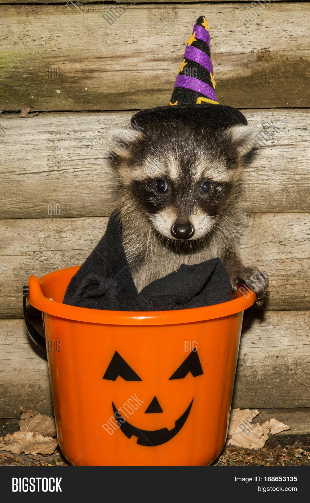 Raccoon Bucket Set