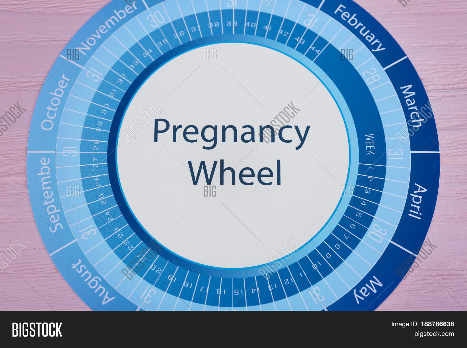 Pregnancy Wheel On Image & Photo (Free Trial) | Bigstock