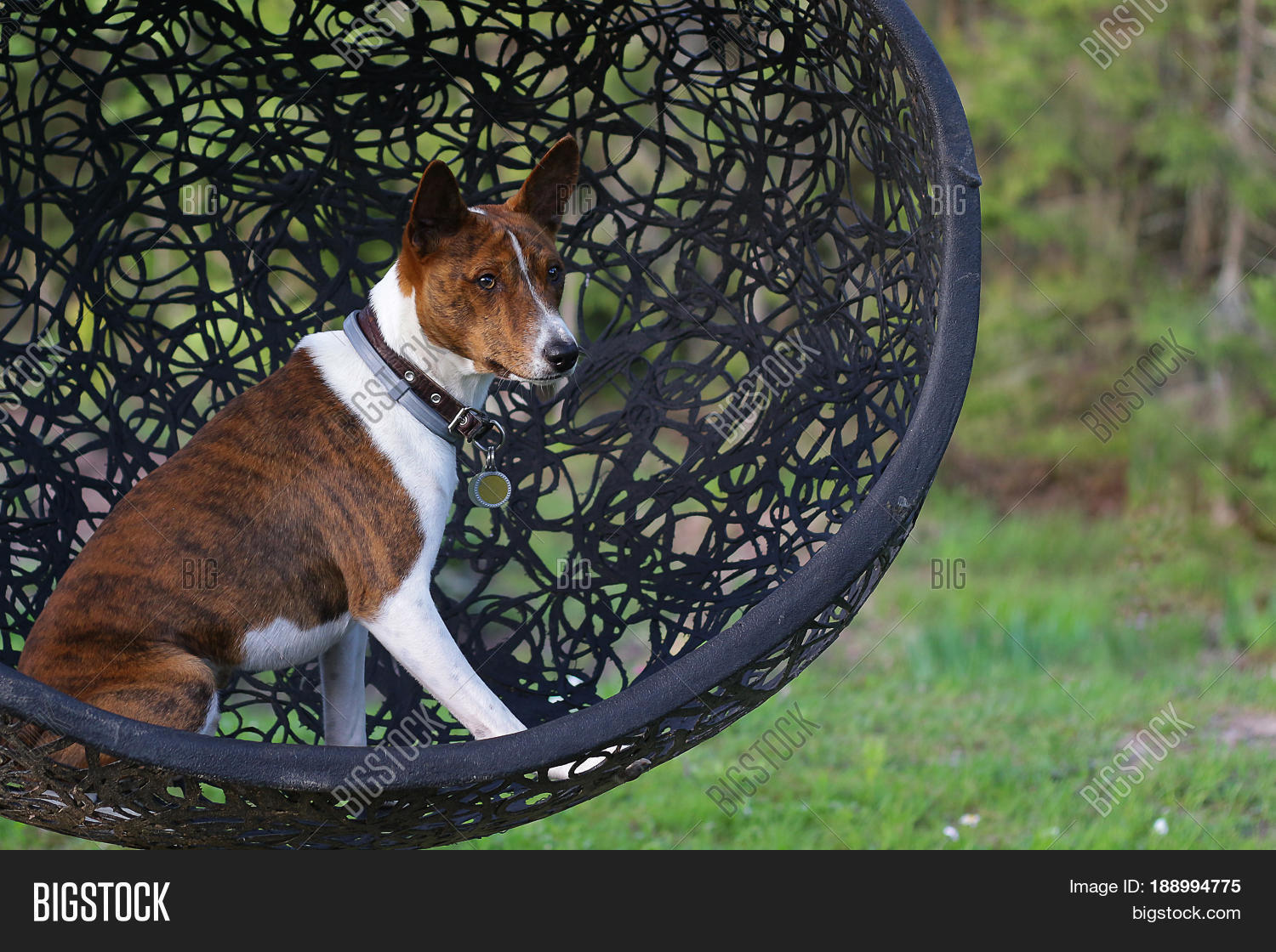 Basenji Dog On Grass Image & Photo (Free Trial) | Bigstock