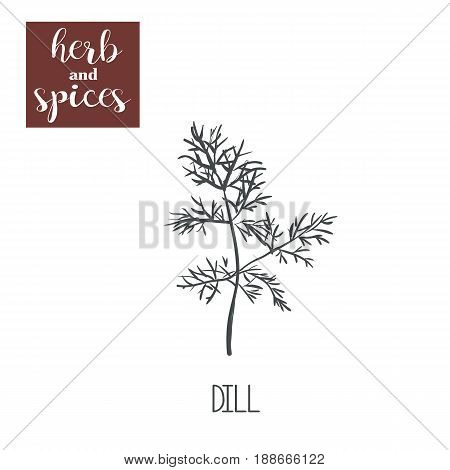 Dill Sketch Hand Vector & Photo (Free Trial) | Bigstock