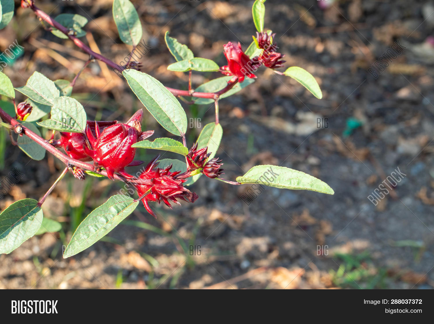 Close Fresh Roselle On Image & Photo (Free Trial) | Bigstock