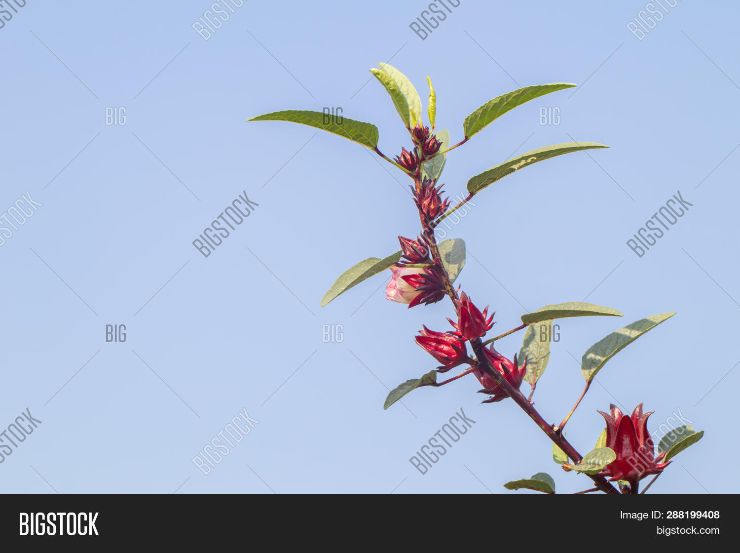 Close Fresh Roselle On Image & Photo (Free Trial) | Bigstock