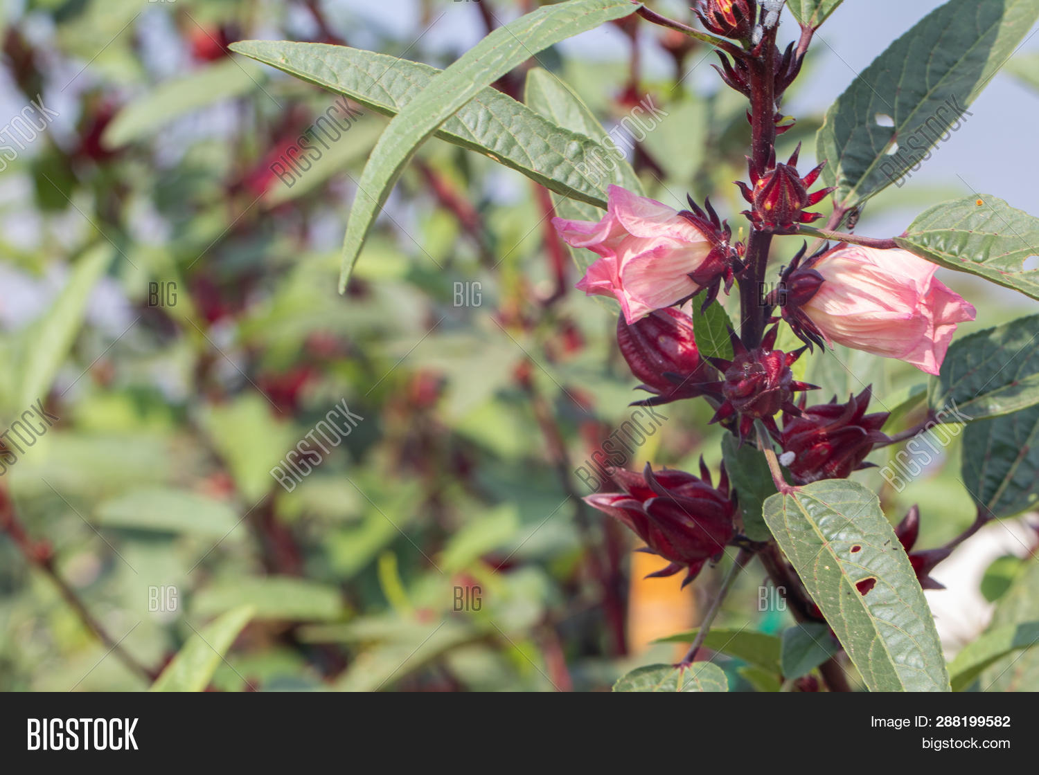 Close Fresh Roselle On Image & Photo (Free Trial) | Bigstock