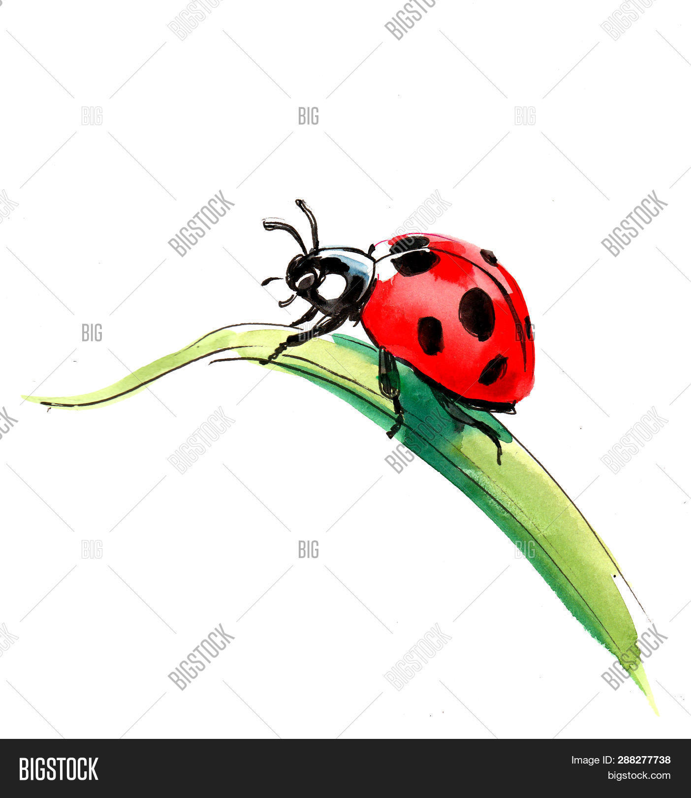 Pretty Lady Bug On Image & Photo (Free Trial) | Bigstock