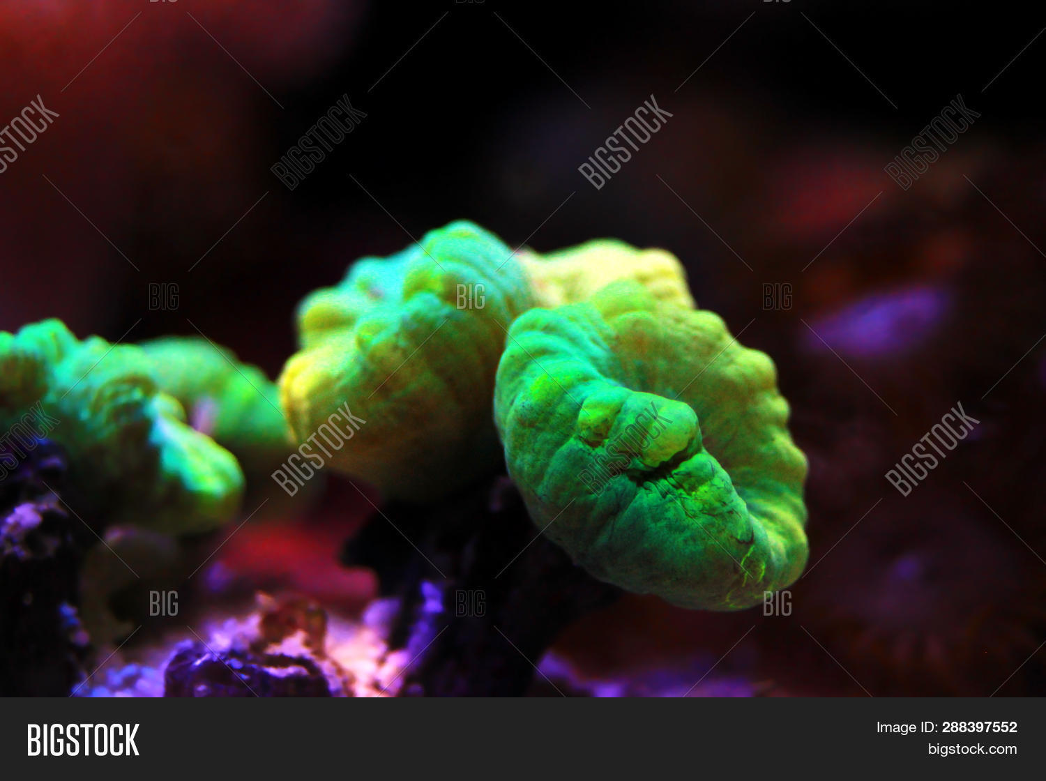 Caulastrea Trumpet Image & Photo (Free Trial) | Bigstock