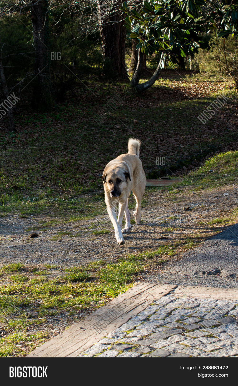 Turkish Breed Shepherd Image & Photo (Free Trial) | Bigstock