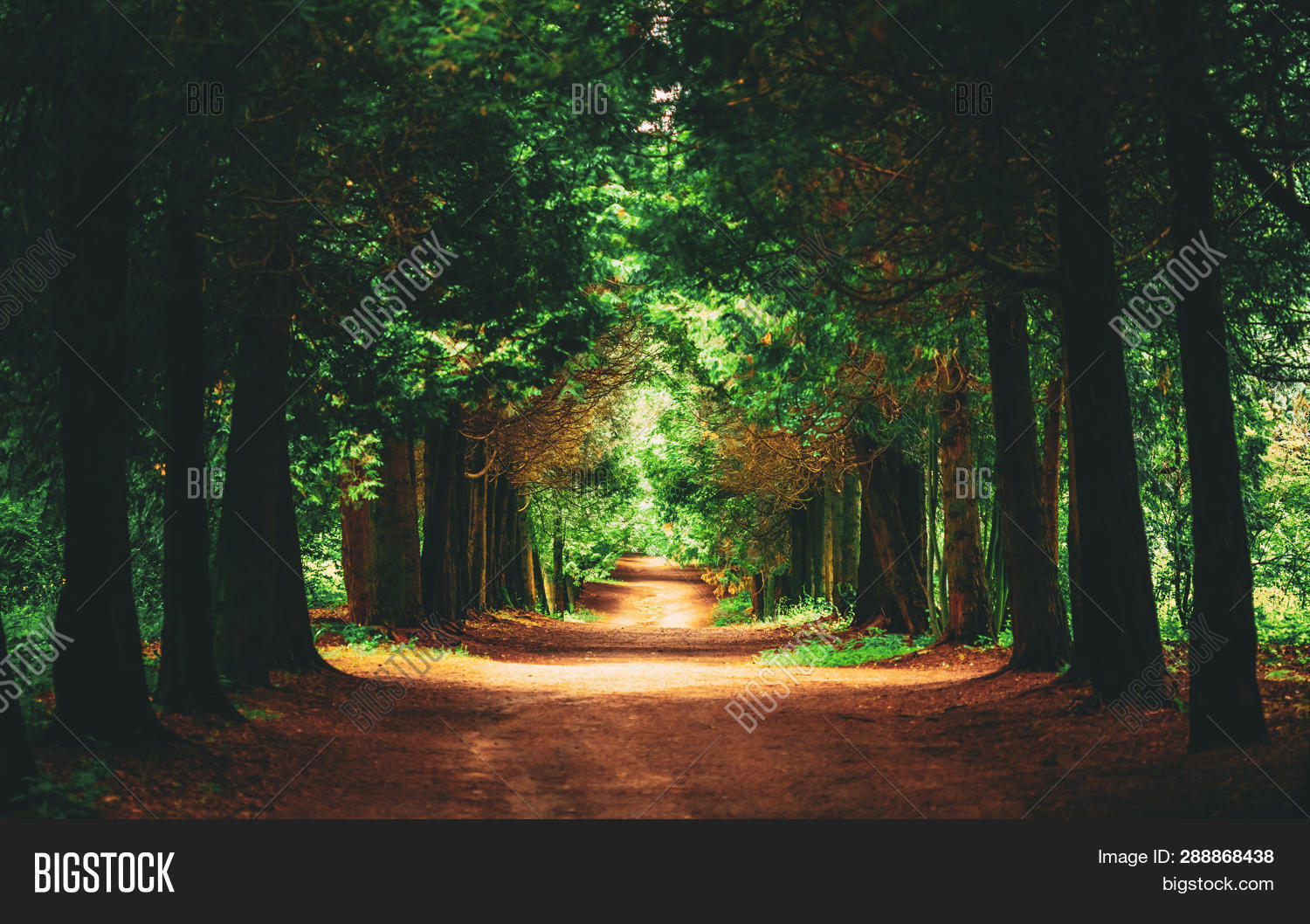 Walkway Lane Path Image & Photo (Free Trial) | Bigstock
