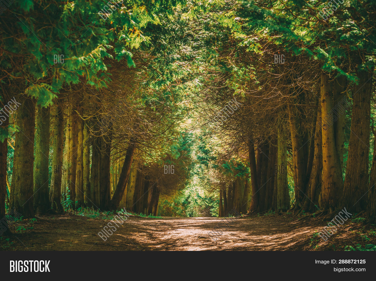 Walkway Lane Path Image & Photo (Free Trial) | Bigstock