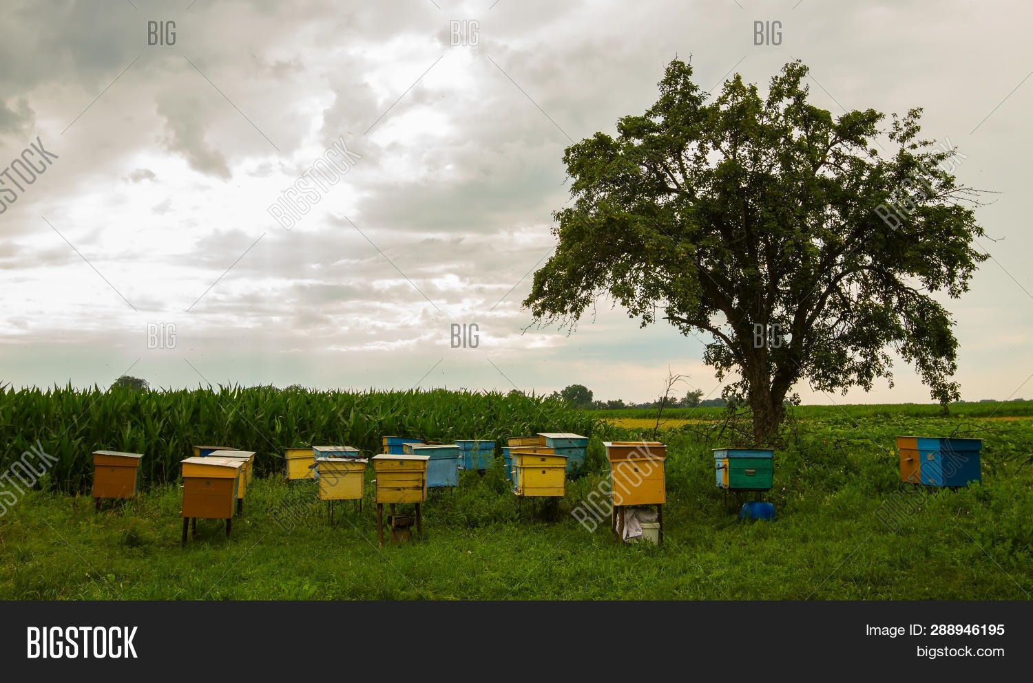 Beehive Landscape Image & Photo (Free Trial) | Bigstock