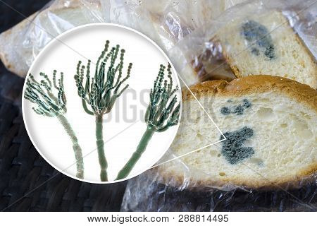 Mouldy Bread Close- Image & Photo (Free Trial) | Bigstock