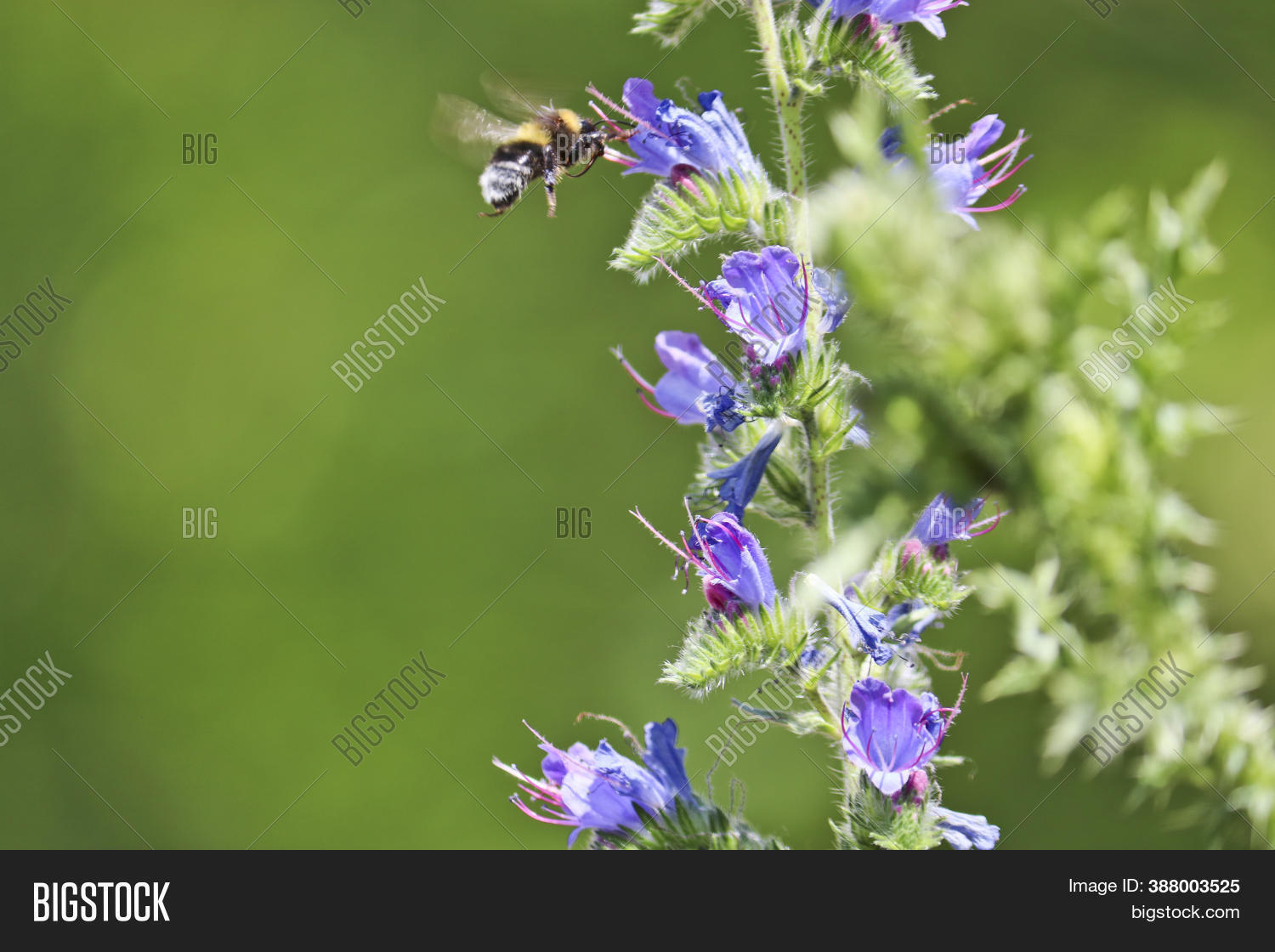 Blue Melliferous Image & Photo (Free Trial) | Bigstock