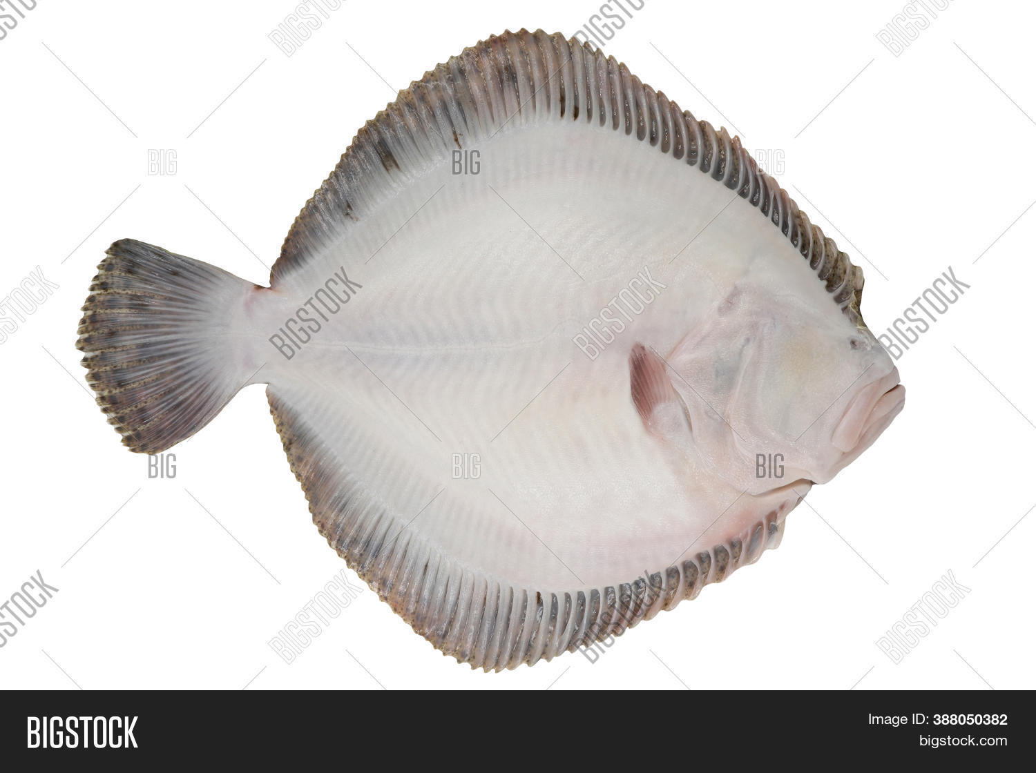 Turbot Fish Isolated Image & Photo (Free Trial) | Bigstock