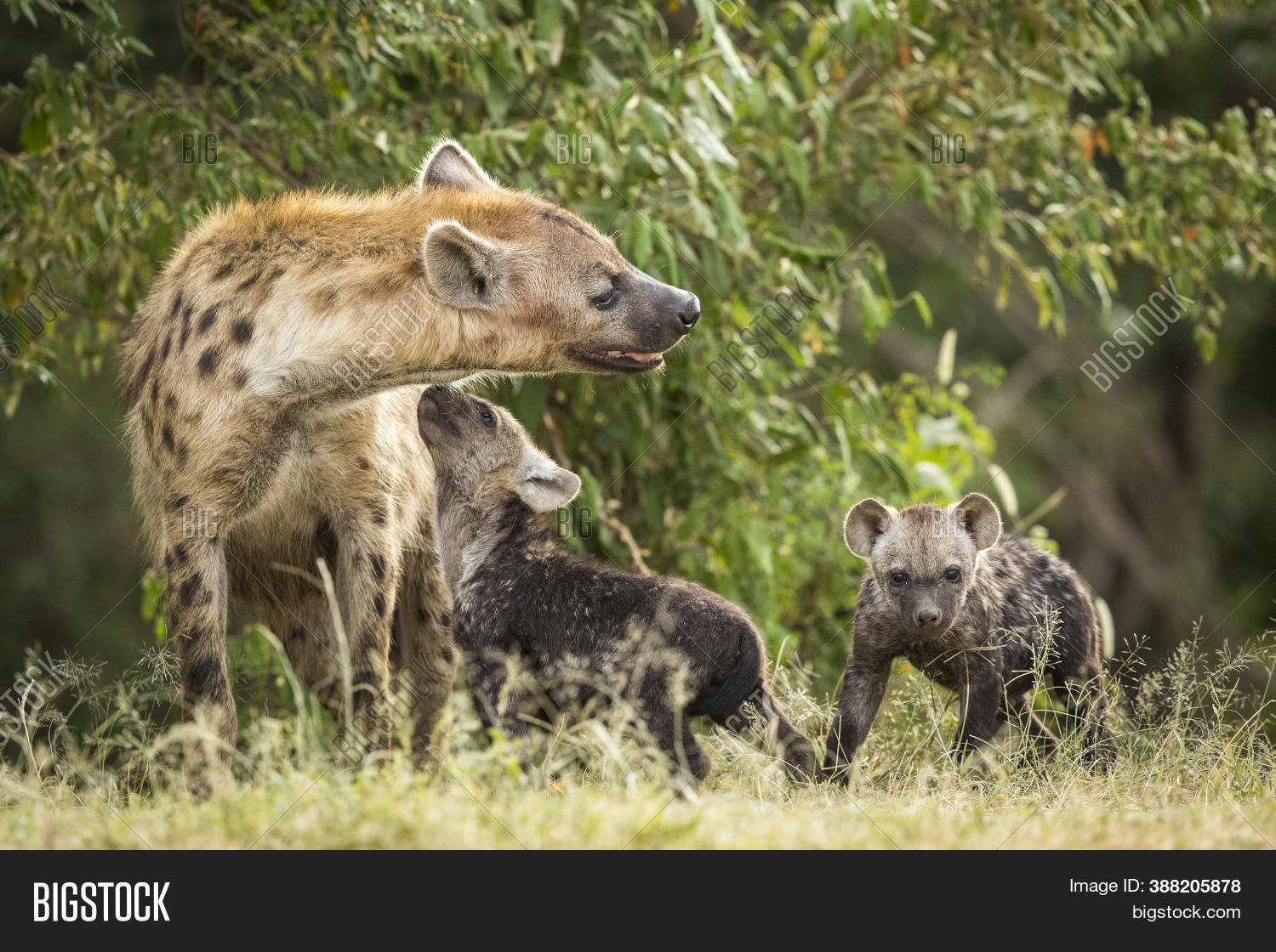 Hyena Female Her Two Image & Photo (Free Trial) | Bigstock
