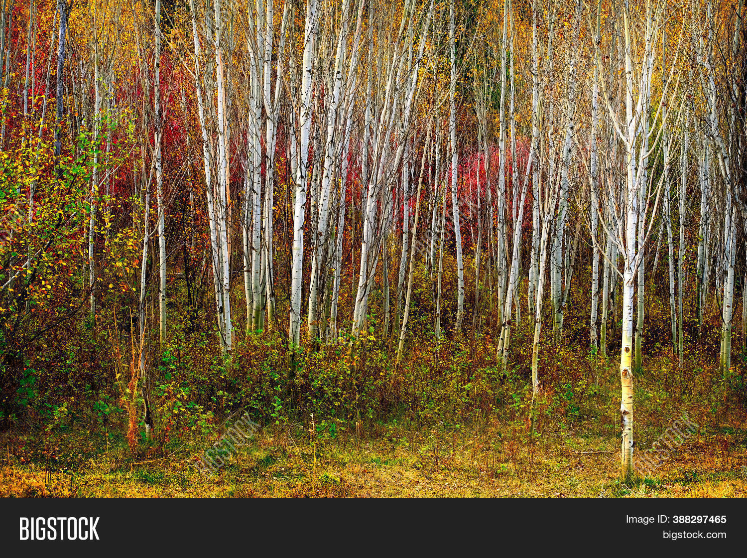 Aspen Trees Fall Image & Photo (Free Trial) | Bigstock