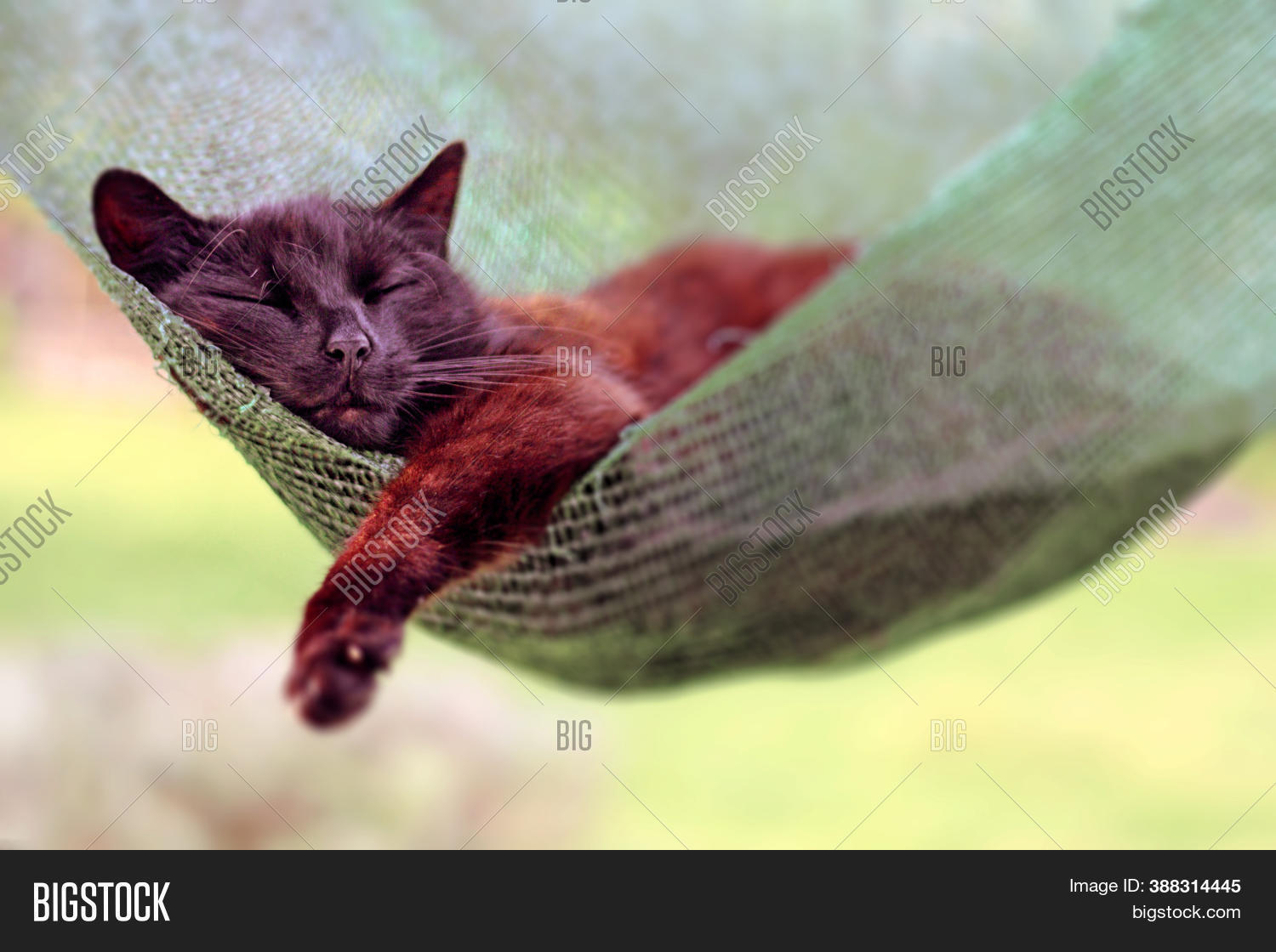 Black Cat Sleeping Image & Photo (Free Trial) | Bigstock
