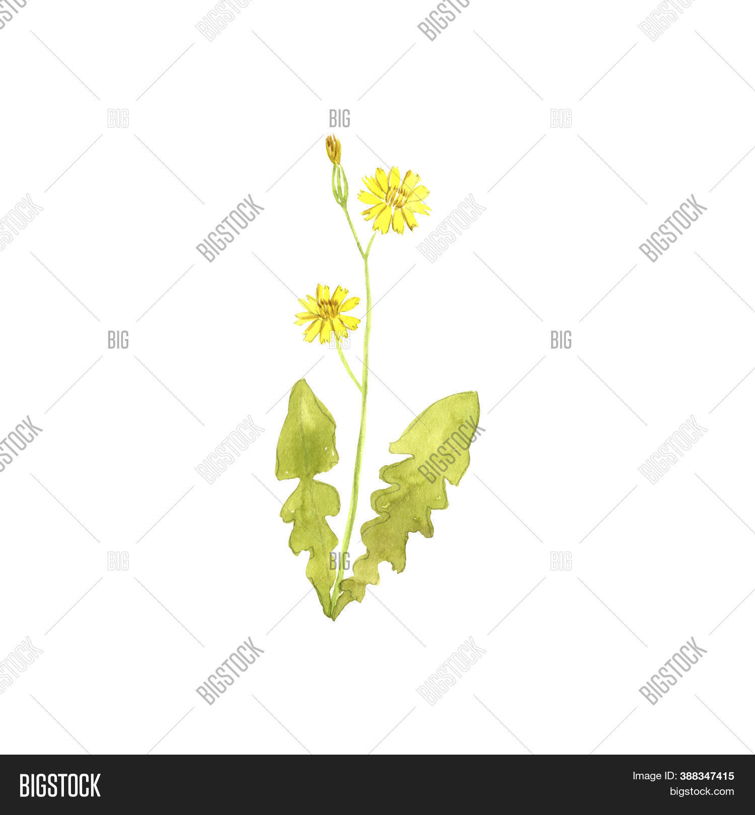 Watercolor Drawing Image & Photo (Free Trial) | Bigstock