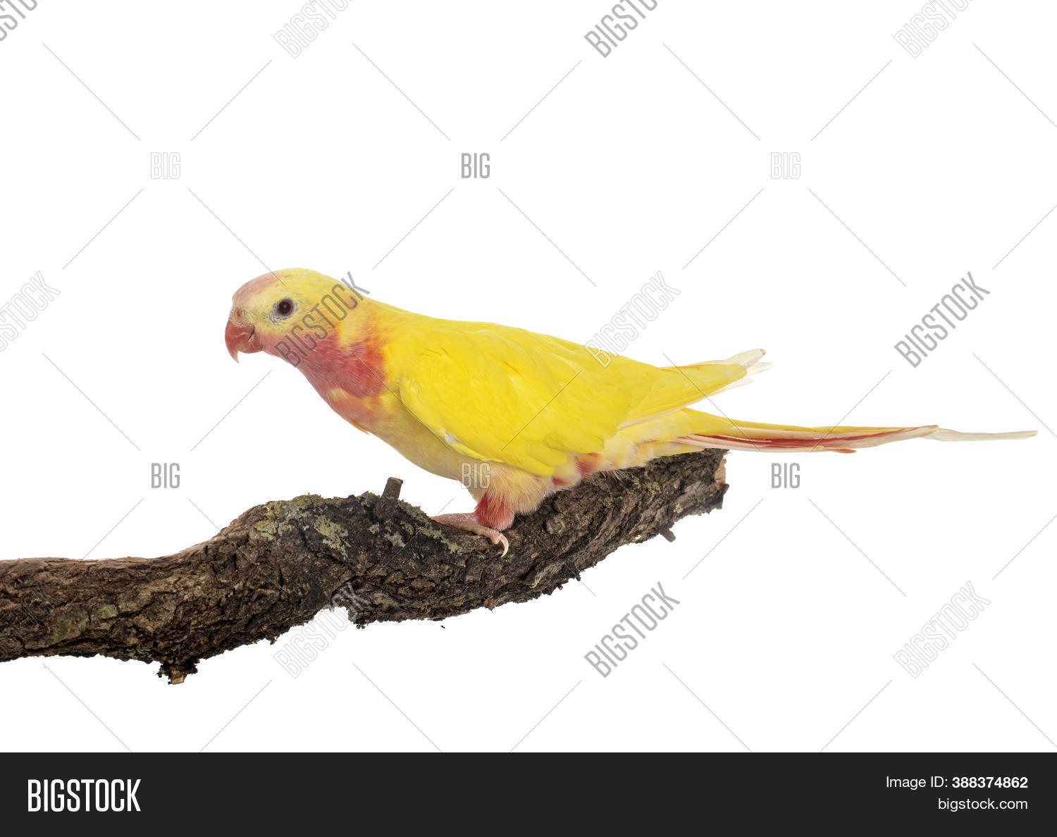 Princess Parrot Front Image & Photo (Free Trial) | Bigstock