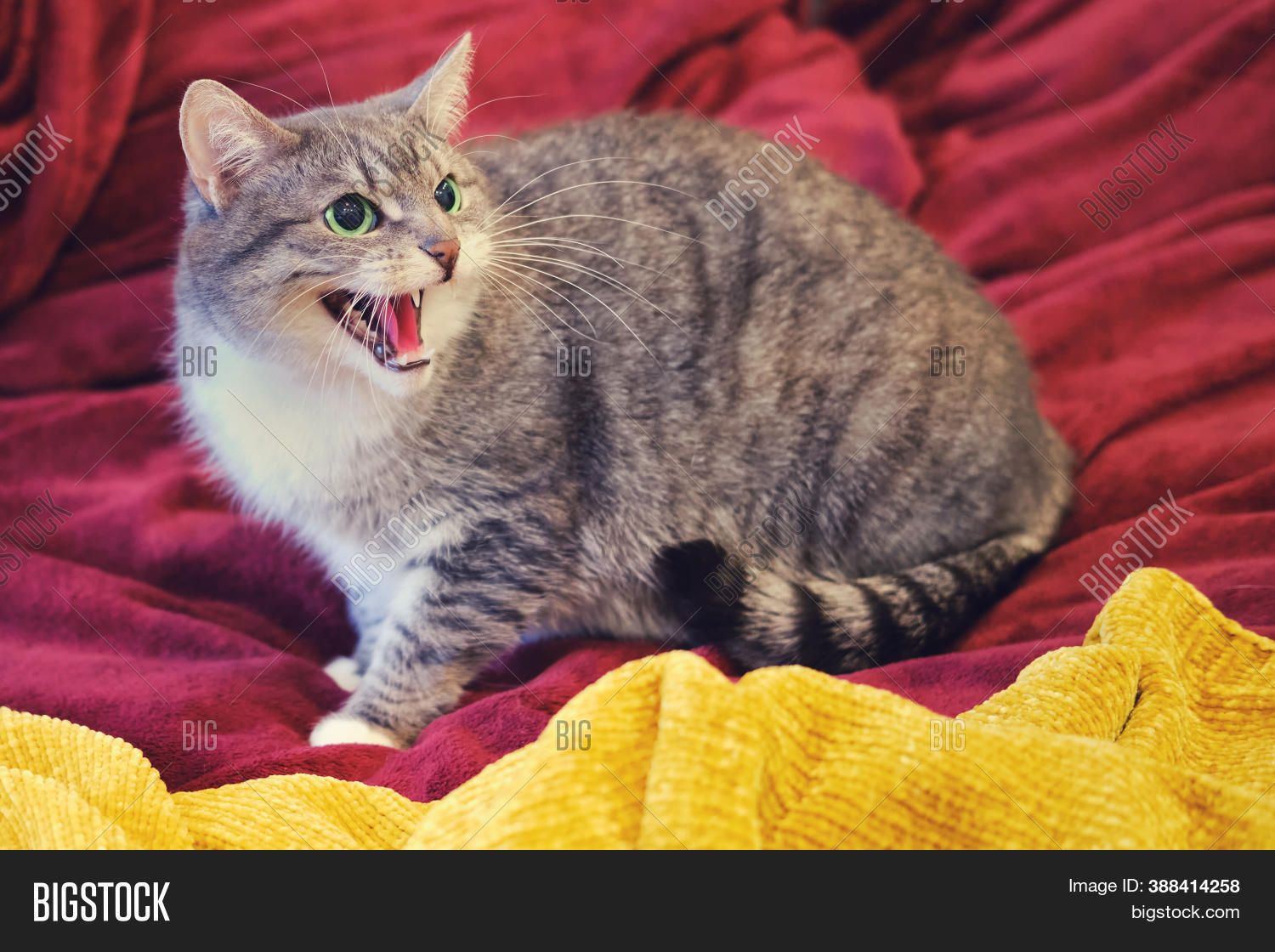 Angry Cat On Red Bed Image & Photo (Free Trial) | Bigstock