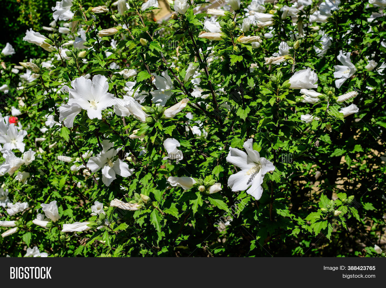 One White Flower Image & Photo (Free Trial) | Bigstock