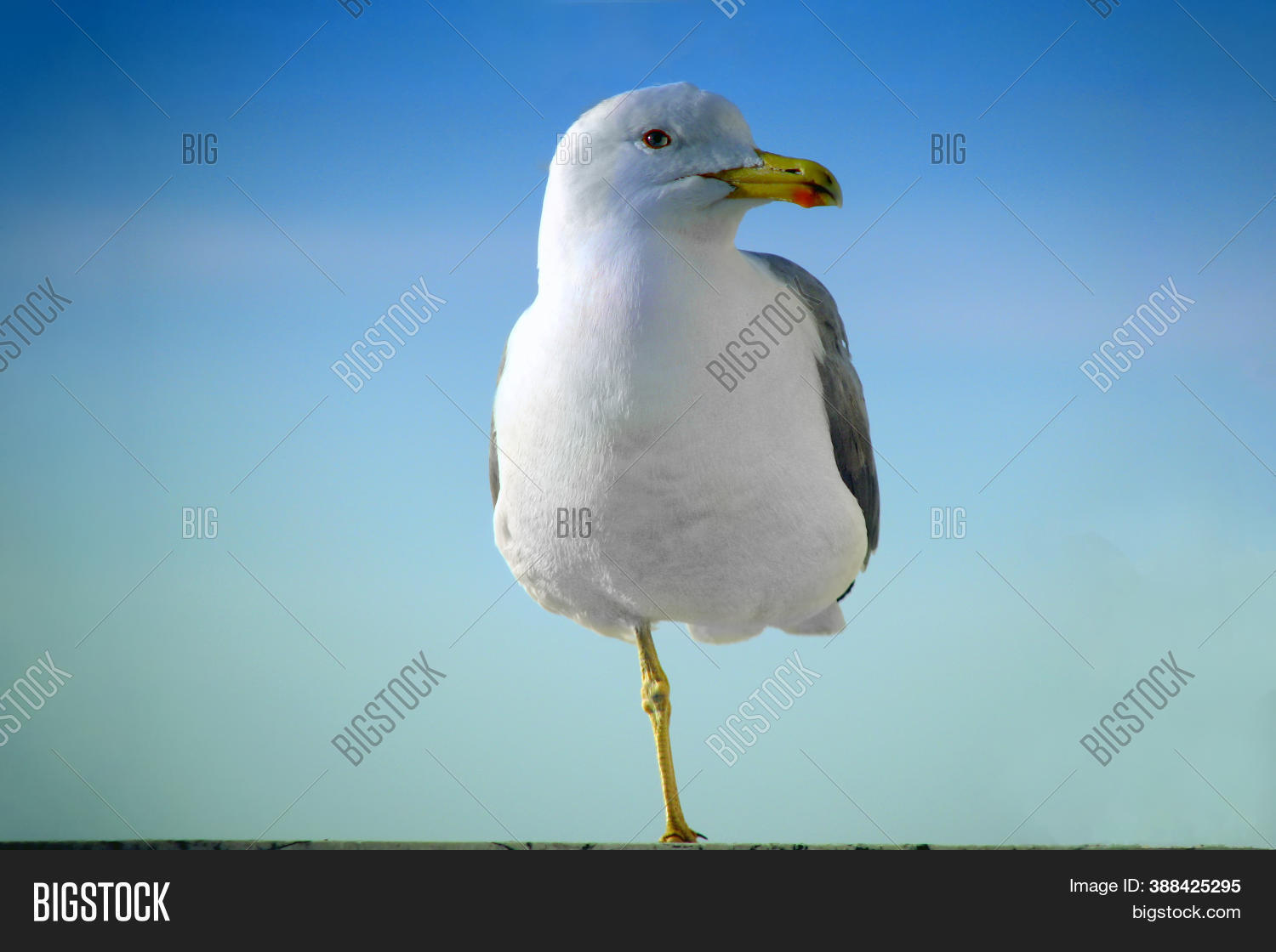 Large Gull Close- Image & Photo (Free Trial) | Bigstock