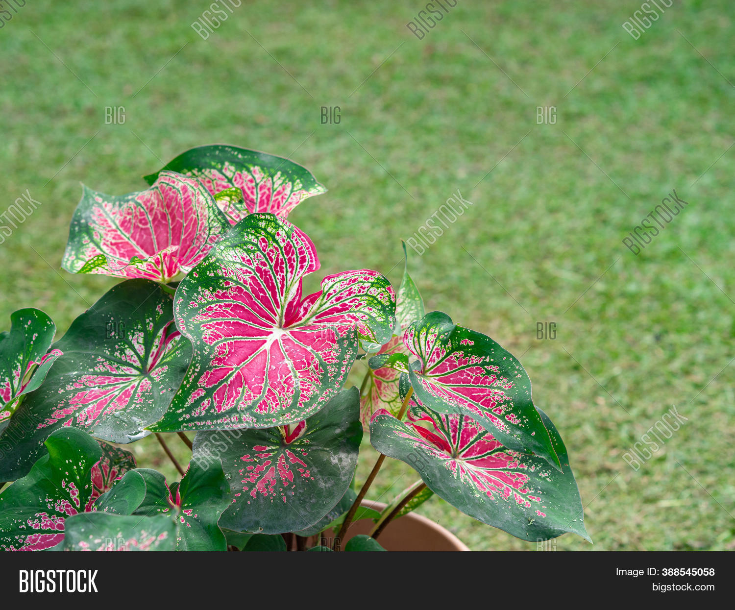 Beautiful Caladium Image & Photo (Free Trial) | Bigstock