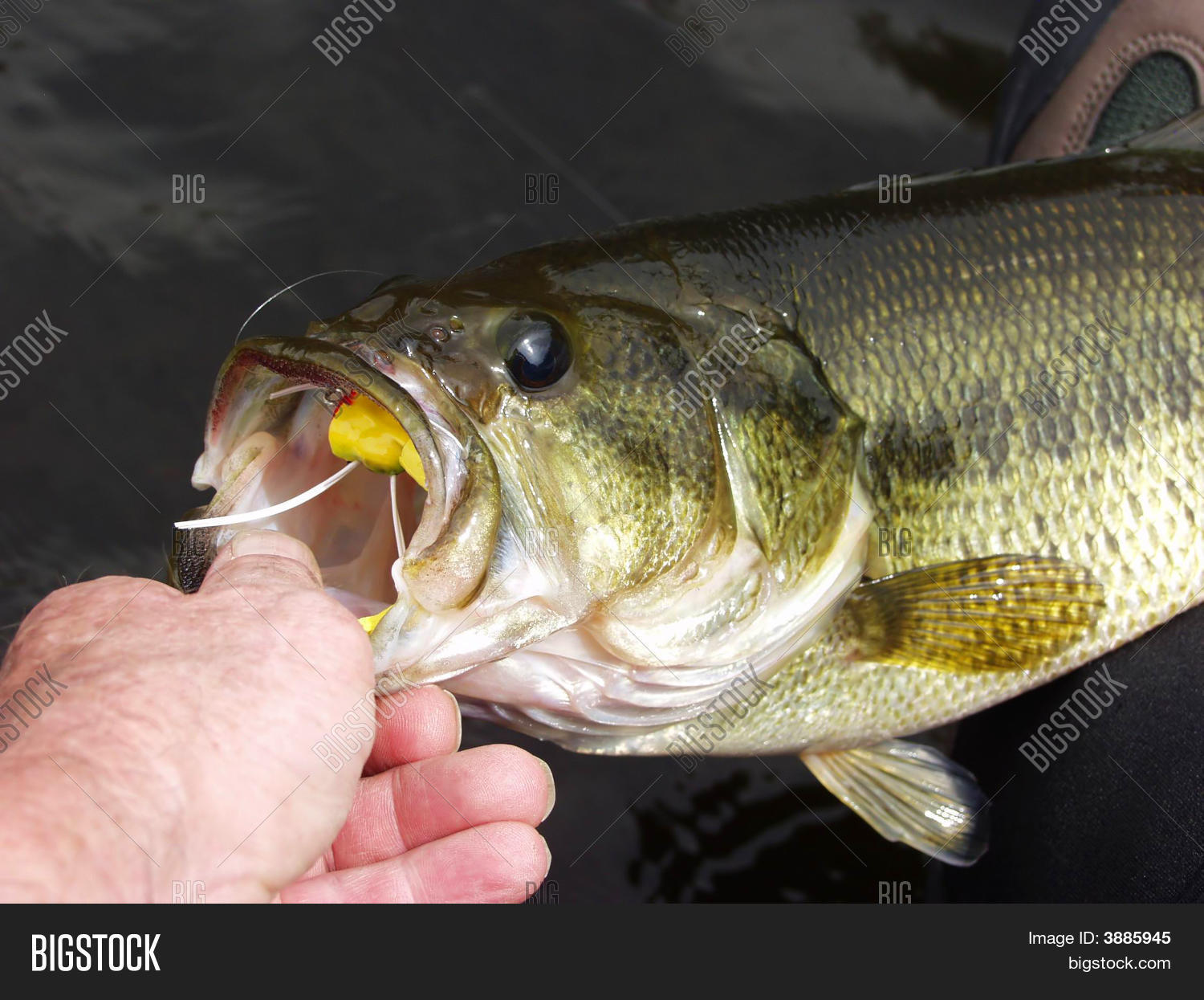 Large Mouth Bass Image & Photo (Free Trial) | Bigstock