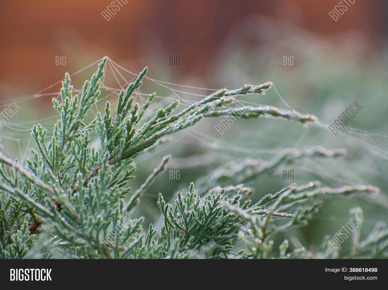 Beautiful Juniper Image & Photo (Free Trial) | Bigstock