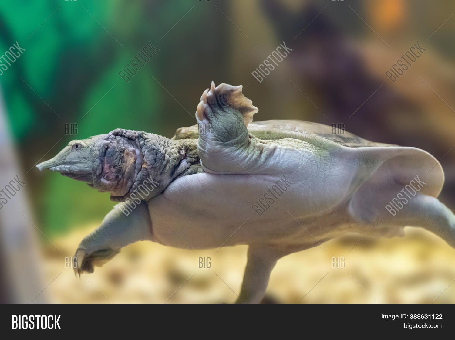 Chinese Trionyx Turtle Image & Photo (Free Trial) | Bigstock