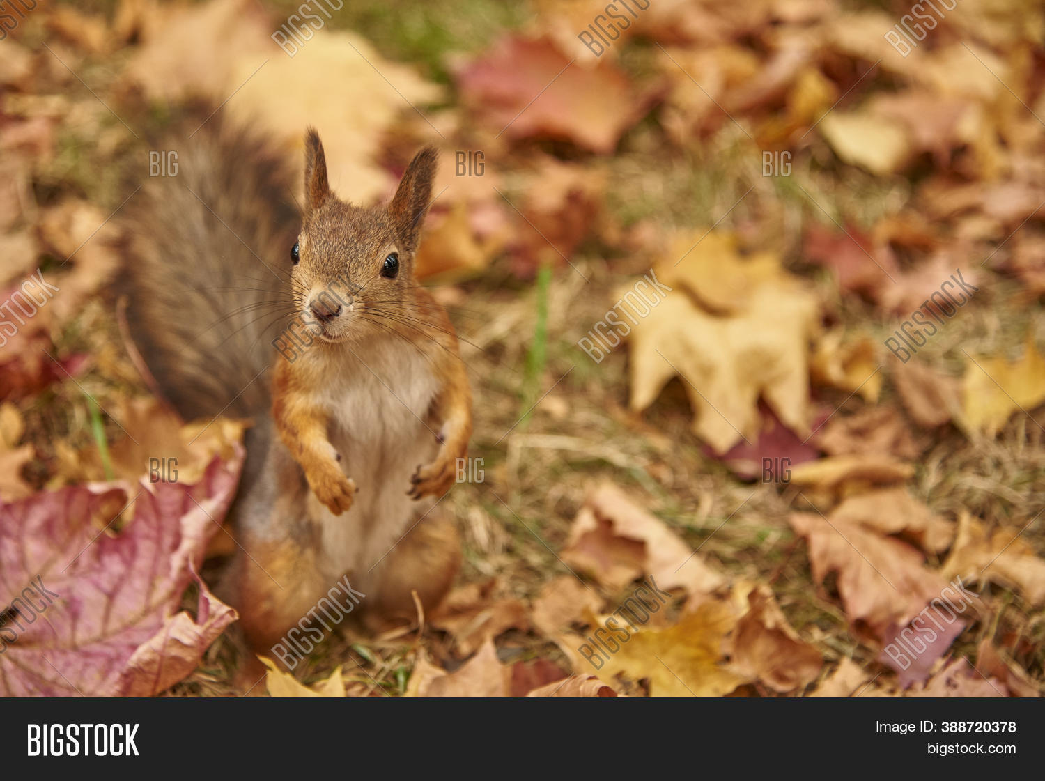Portrait Squirrel Image & Photo (Free Trial) | Bigstock