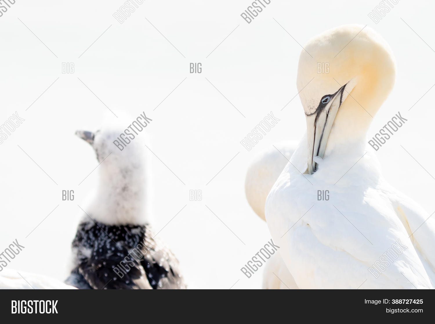 Portrait Pair Northern Image & Photo (Free Trial) | Bigstock