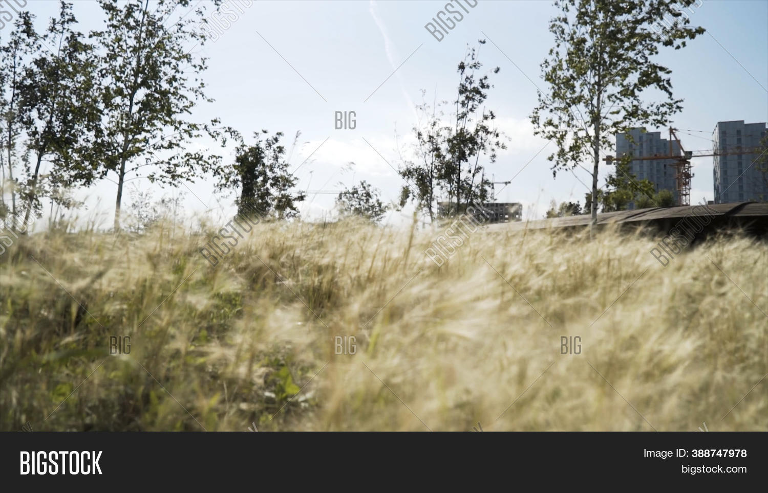 Feather Grass Field On Image & Photo (Free Trial) | Bigstock