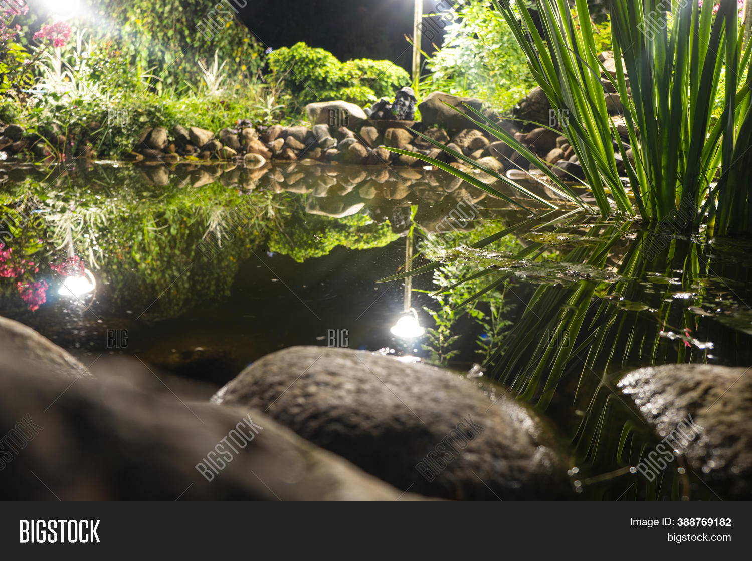 Garden Pond Night. Image & Photo (Free Trial) | Bigstock