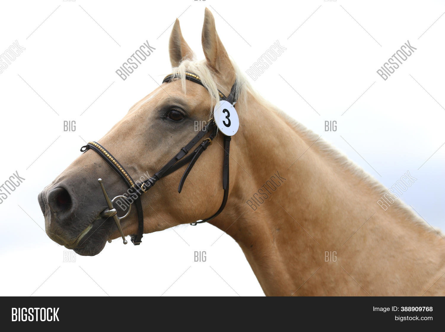 Beautiful Face Image & Photo (Free Trial) | Bigstock