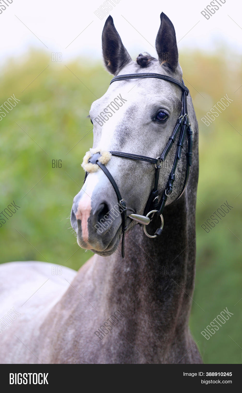 Beautiful Face Image & Photo (Free Trial) | Bigstock