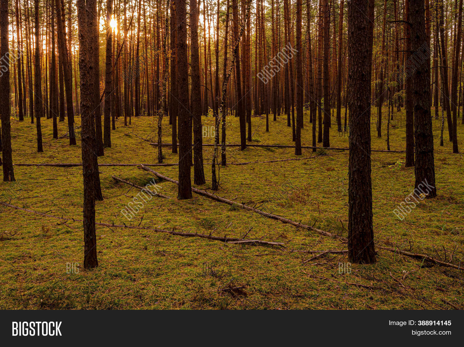 Autumn Pine Forest Image & Photo (Free Trial) | Bigstock