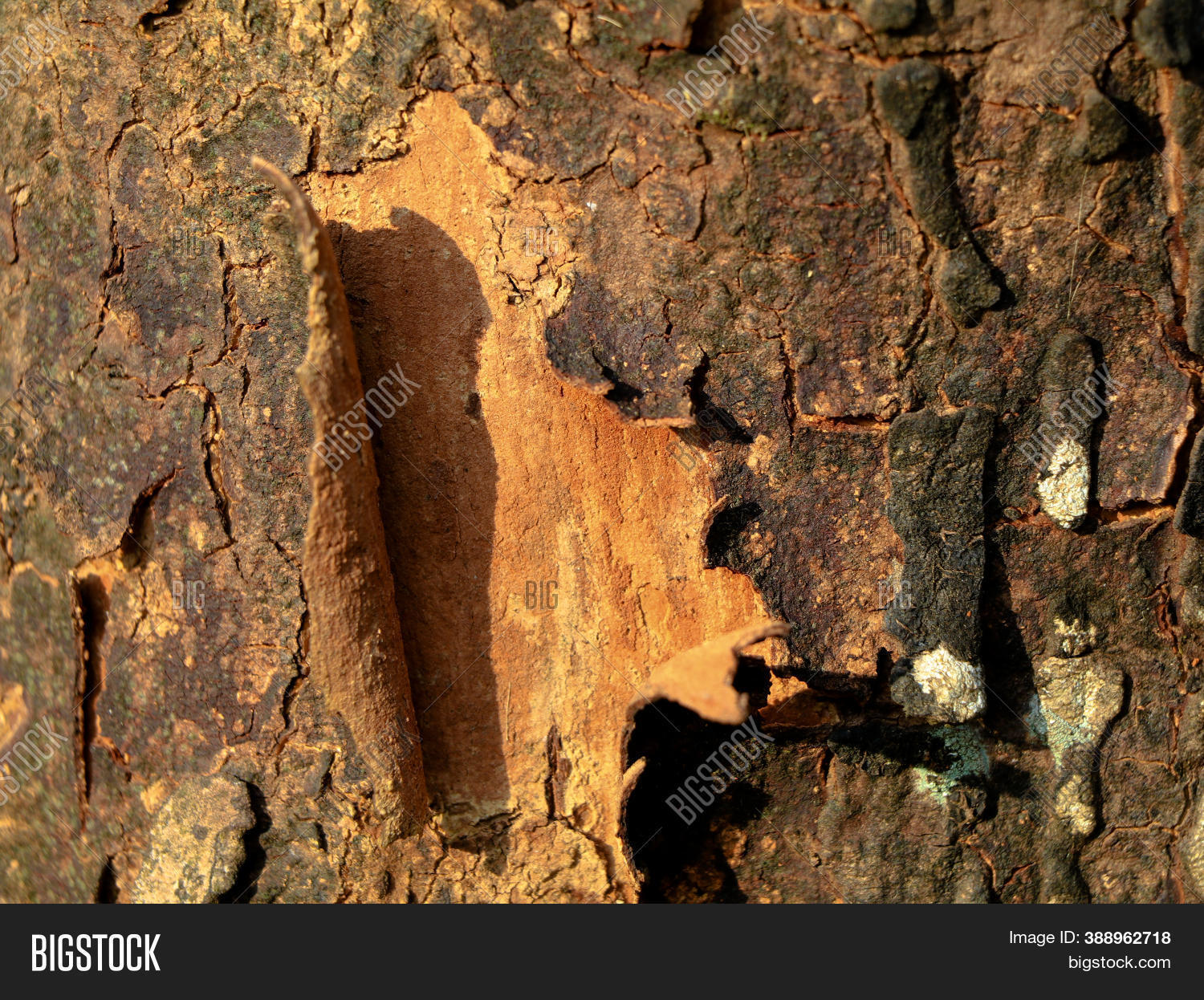 Dried Bark African Image & Photo (Free Trial) | Bigstock