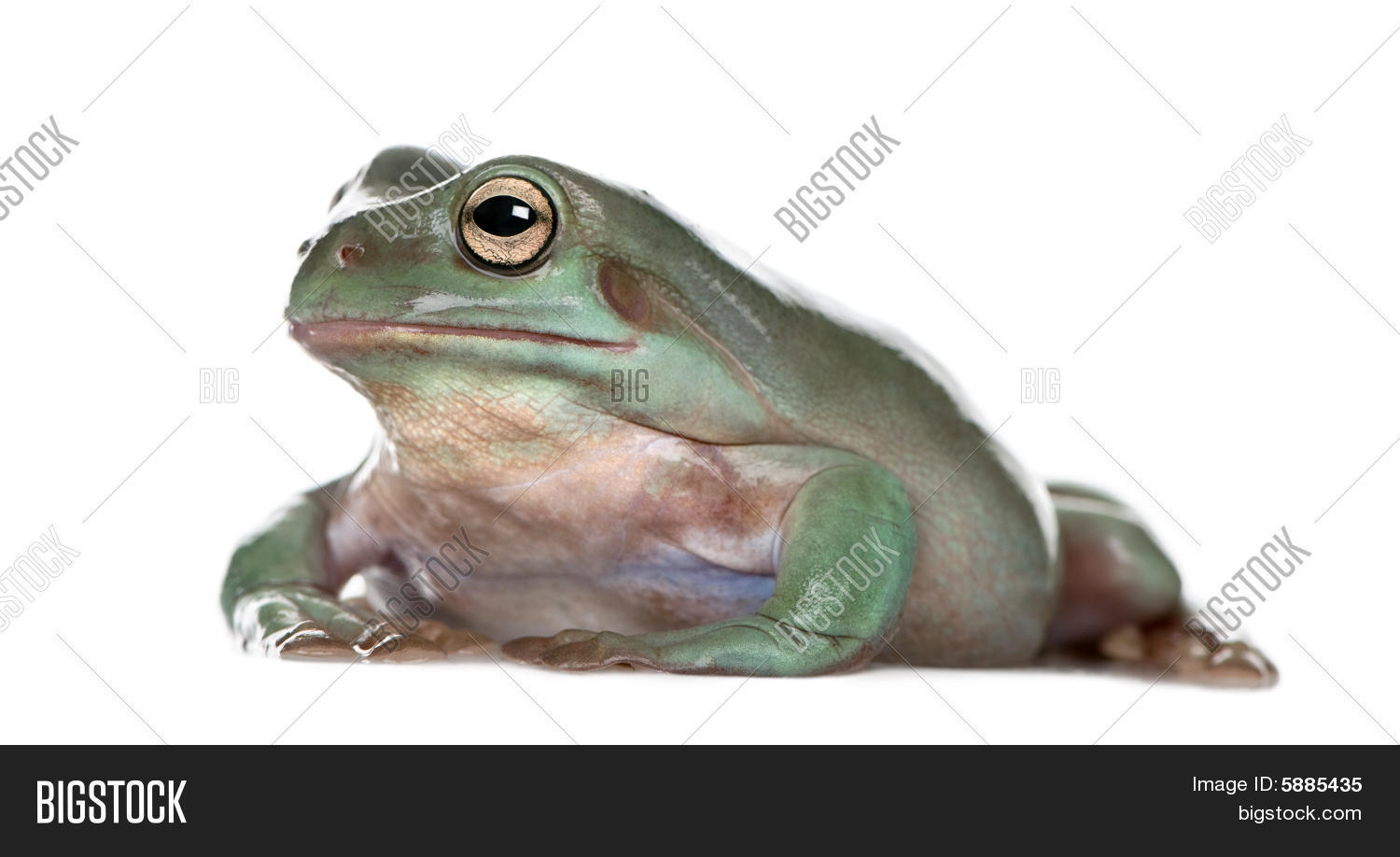 Side View Australian Image & Photo (Free Trial) | Bigstock