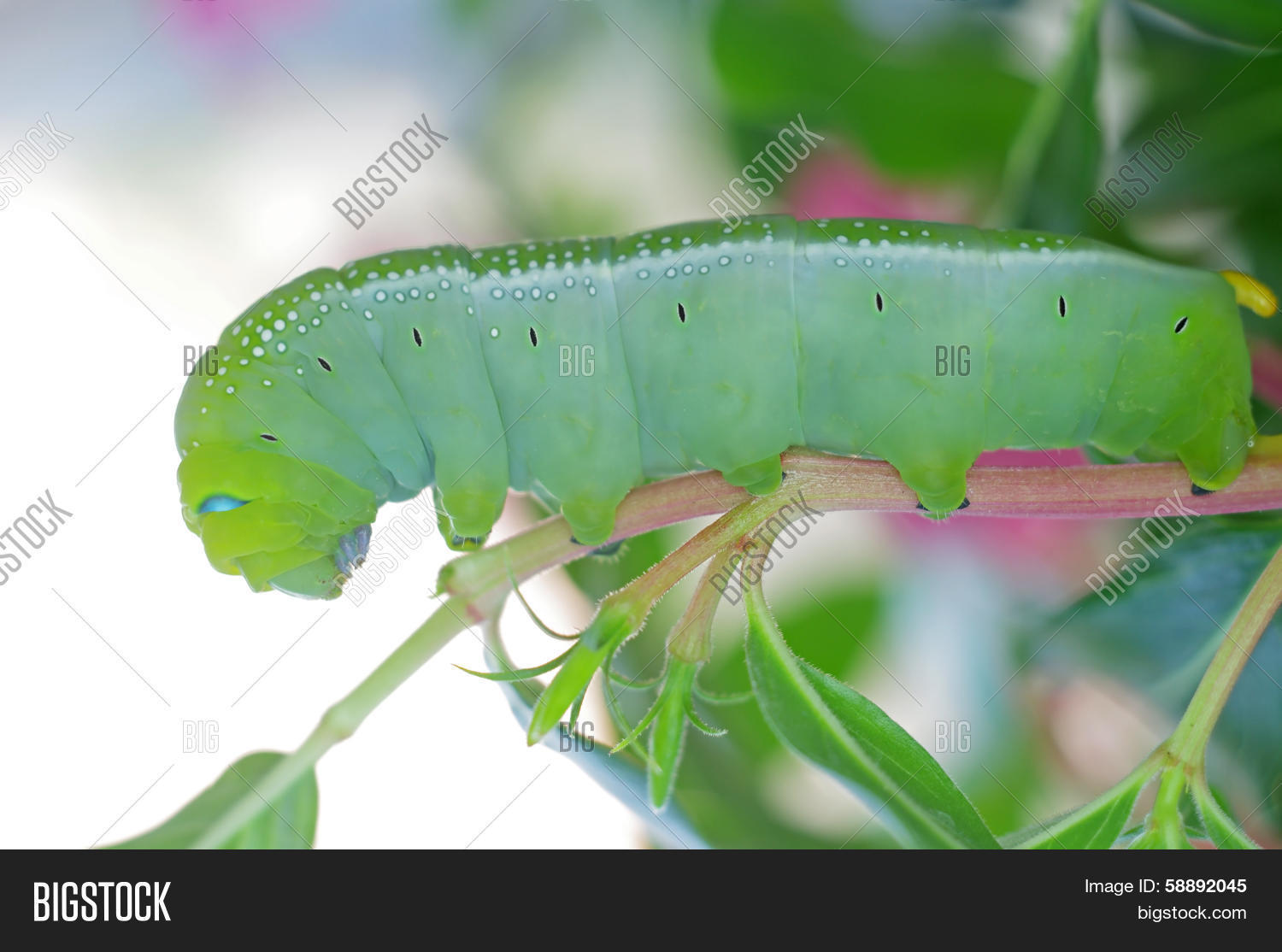 Butterfly Larva On Image & Photo (Free Trial) | Bigstock
