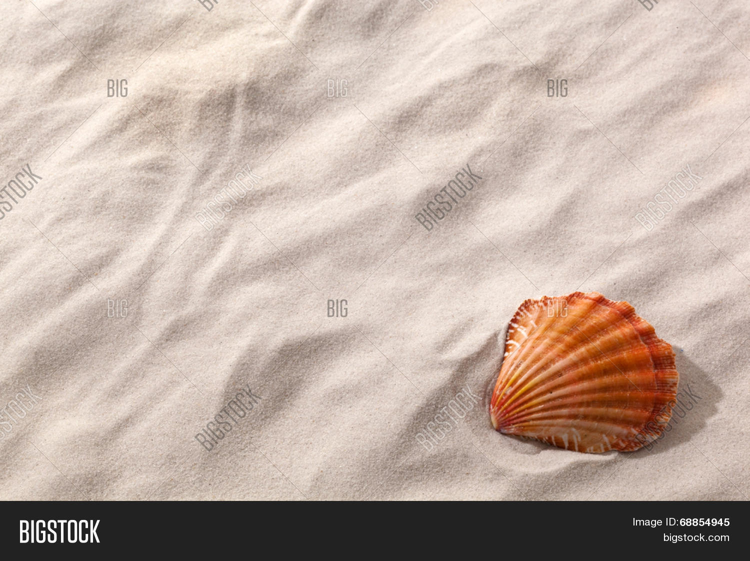 Shell Lies On Sandy Image & Photo (Free Trial) | Bigstock