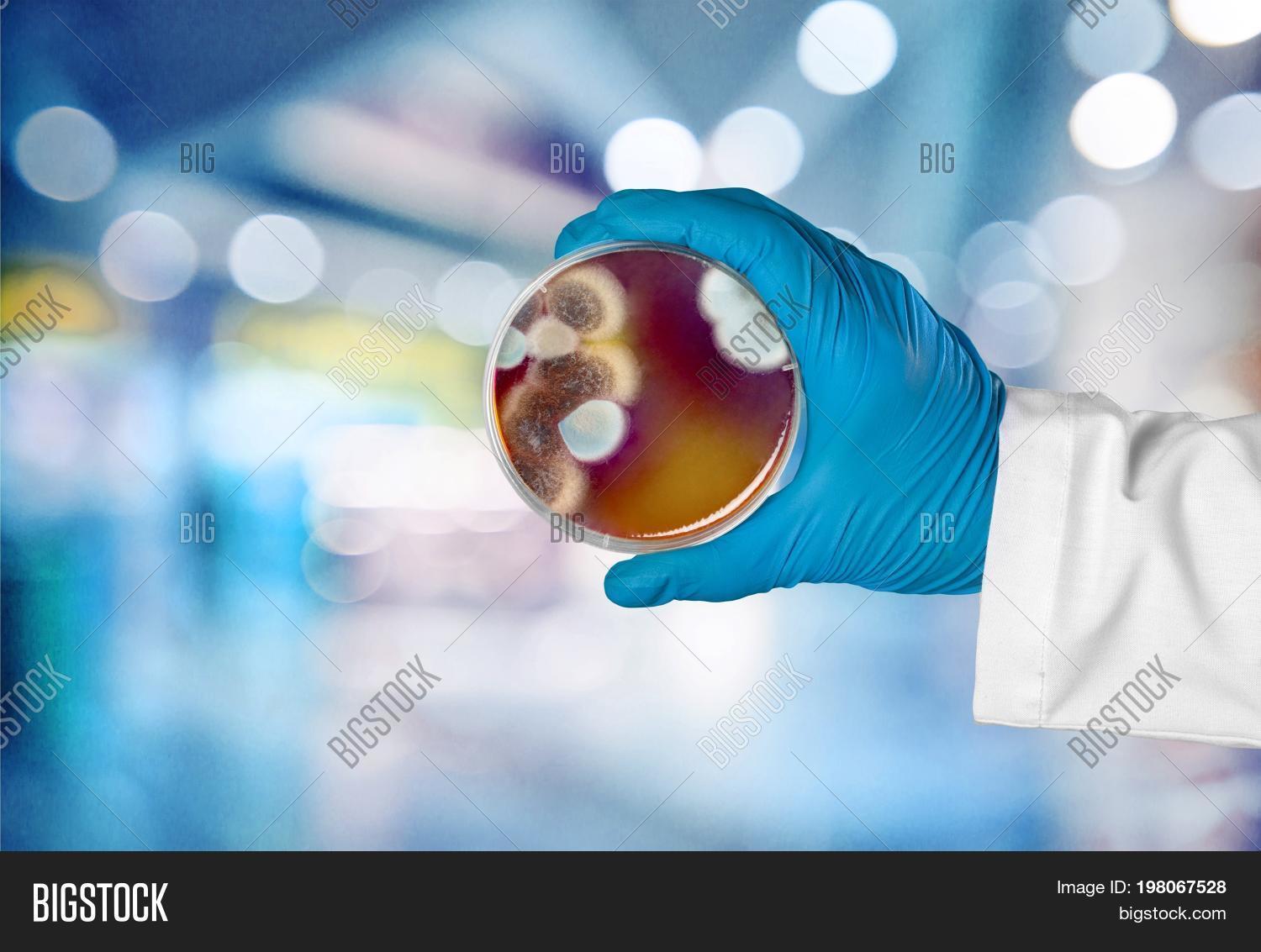 Micro Biology Lab Image & Photo (Free Trial) | Bigstock