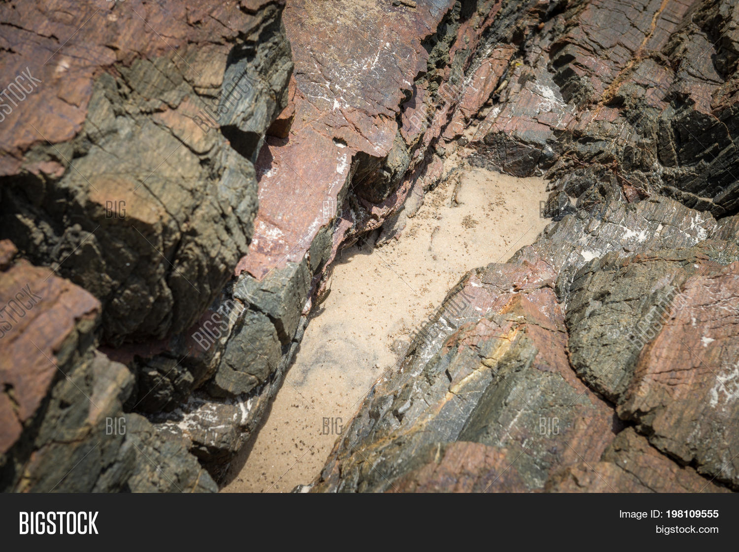 Sea Roach Bug Sea Image & Photo (Free Trial) | Bigstock