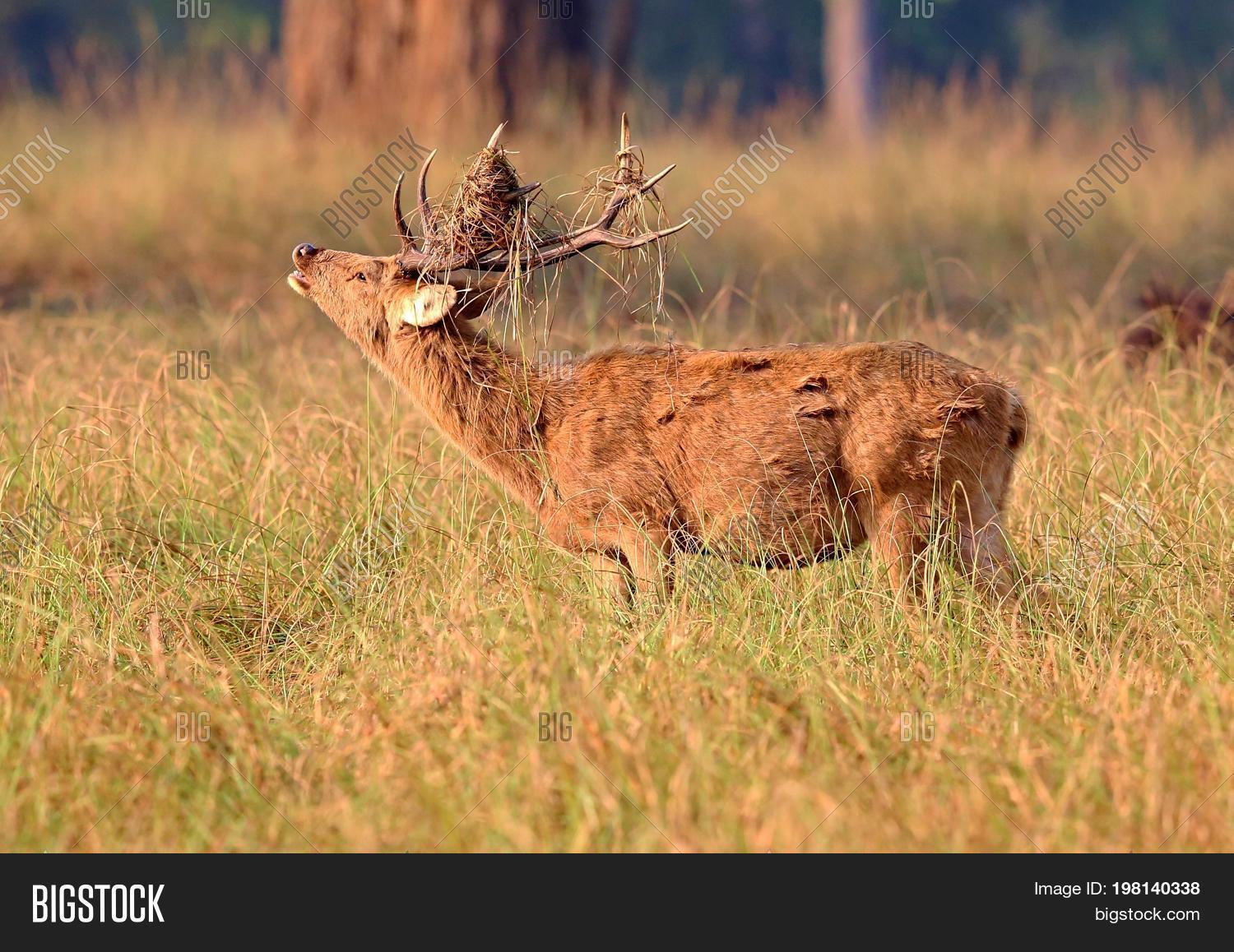 Barasingha Deer Nature Image & Photo (Free Trial) | Bigstock