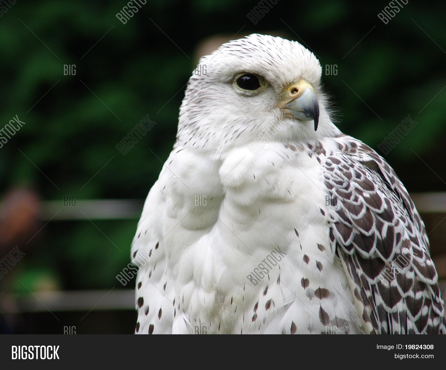 White Grey Falcon Bird Image & Photo (Free Trial) | Bigstock