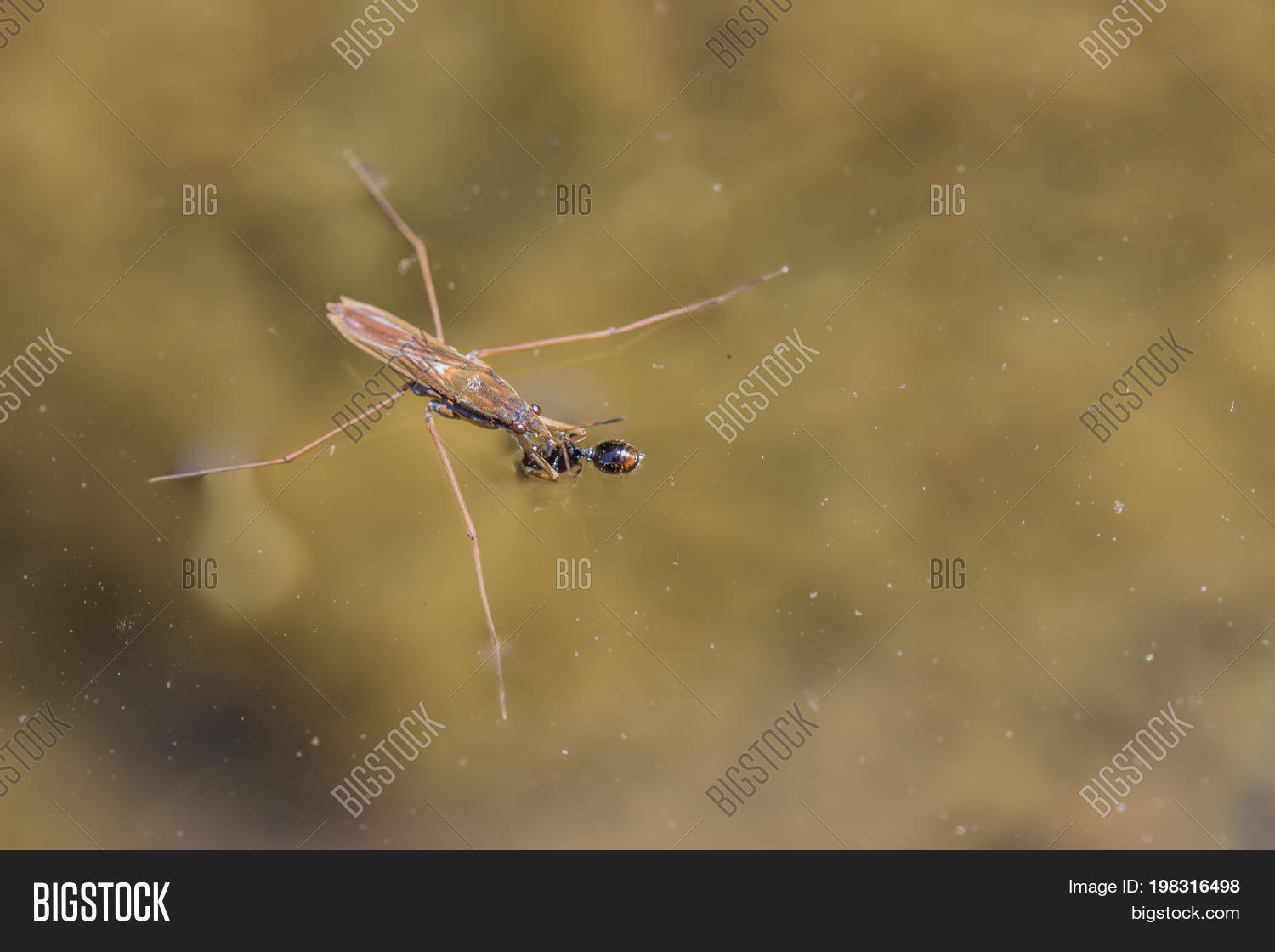 Water Strider On Water Image & Photo (Free Trial) | Bigstock